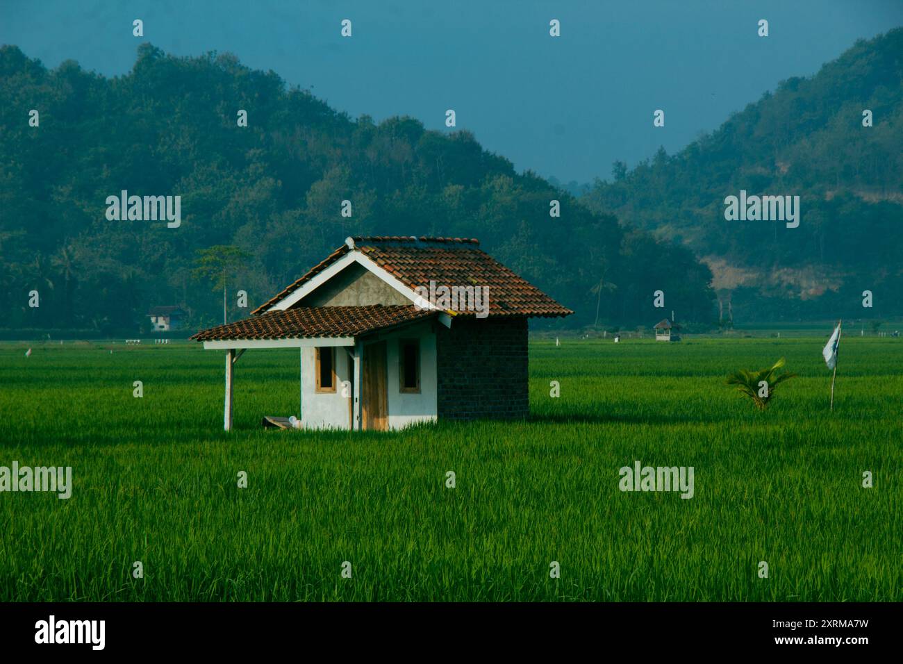 Rice plant roof hi-res stock photography and images - Alamy