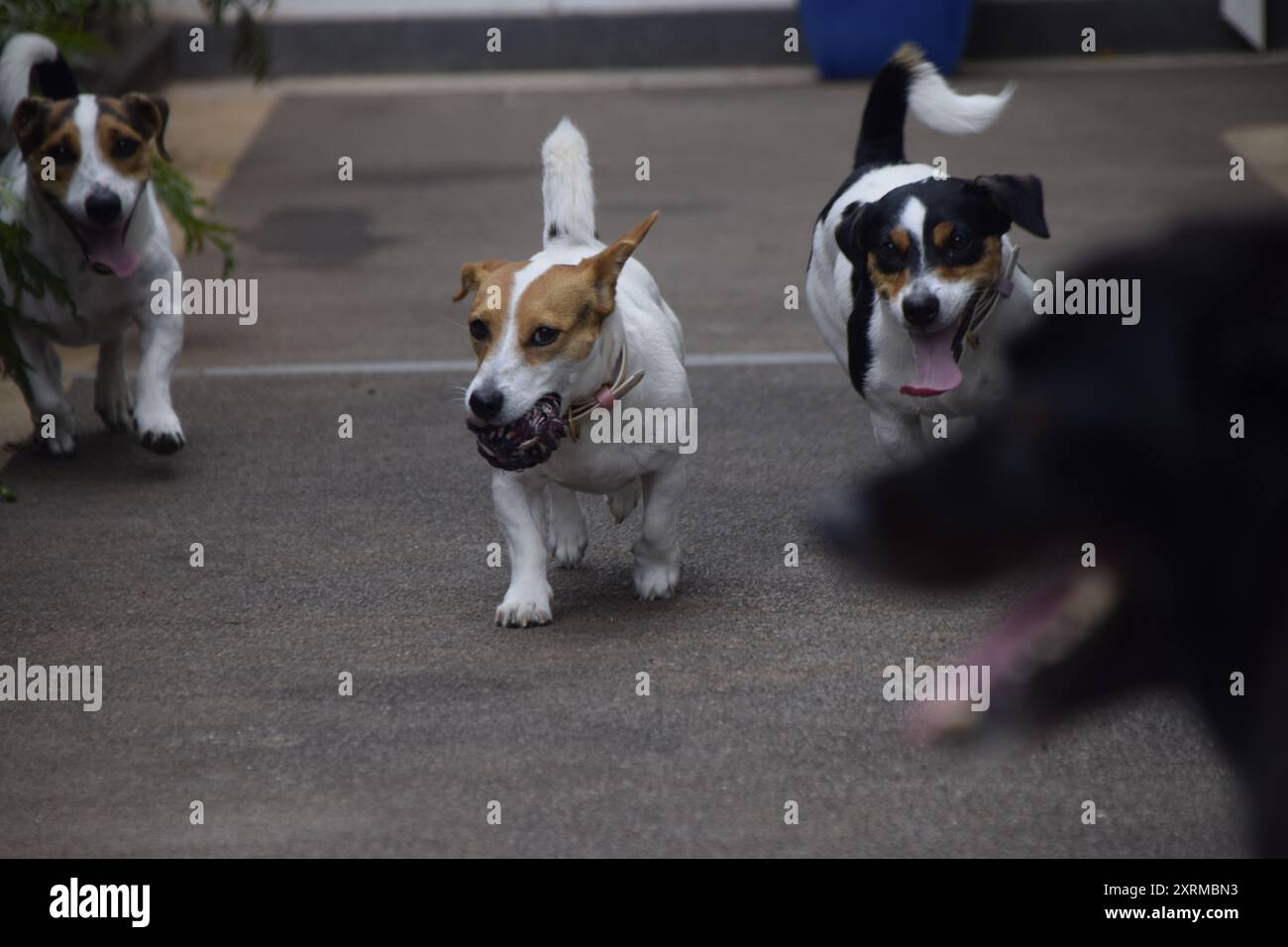 Three happy Jack Russel terrier dogs with a ball and the terrible black ...
