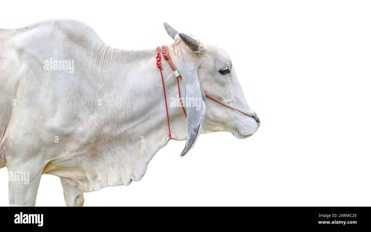 Cut out image of cow with precise clipping paths, set against a clean ...