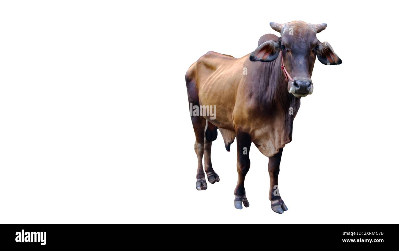 Cut out image of cow with precise clipping paths, set against a clean ...