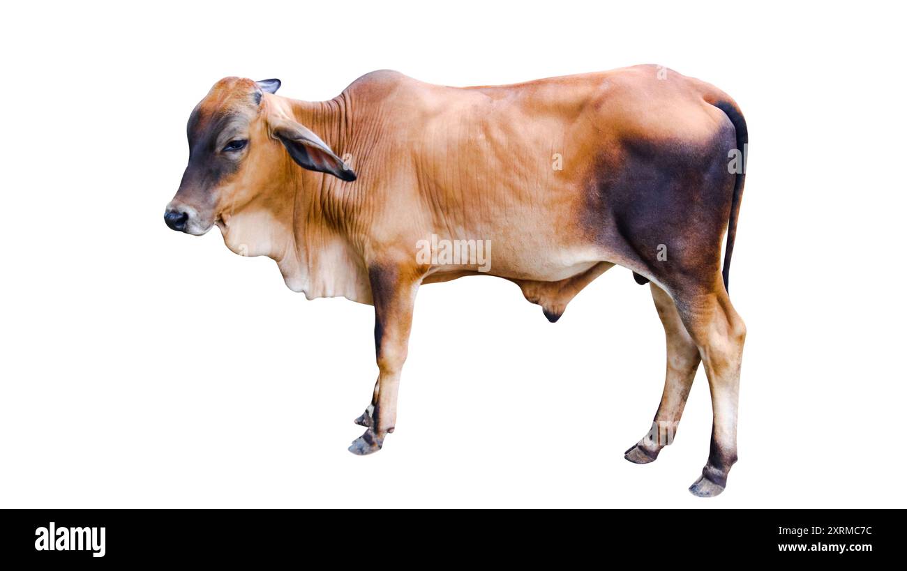 Rural animal activity Cut Out Stock Images & Pictures - Alamy