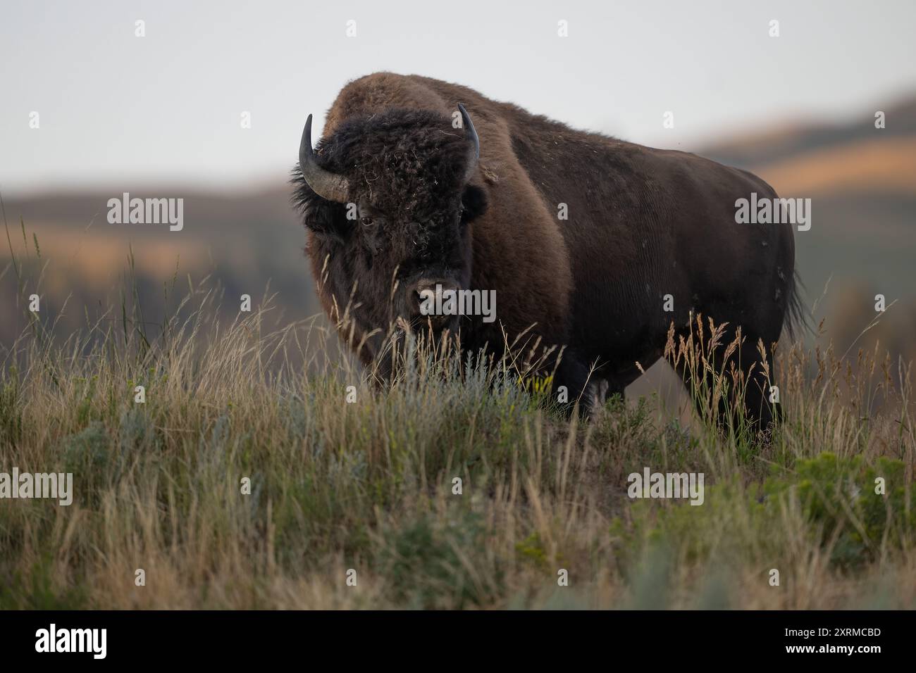 Bison watching from ridge hi-res stock photography and images - Alamy