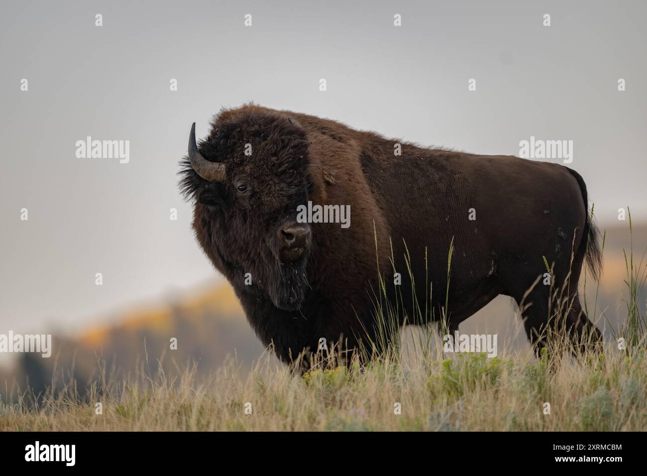 Yellowstone bison on ridge hi-res stock photography and images - Alamy