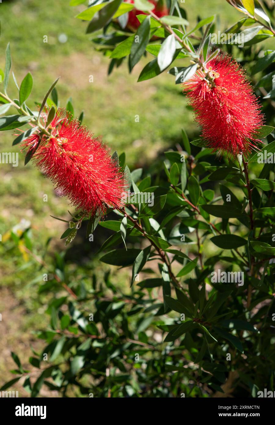Bottlebrush plant callistemon flower hi-res stock photography and ...
