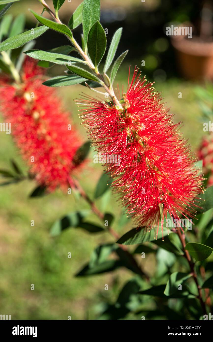 Bottlebrush plant callistemon flower hi-res stock photography and ...