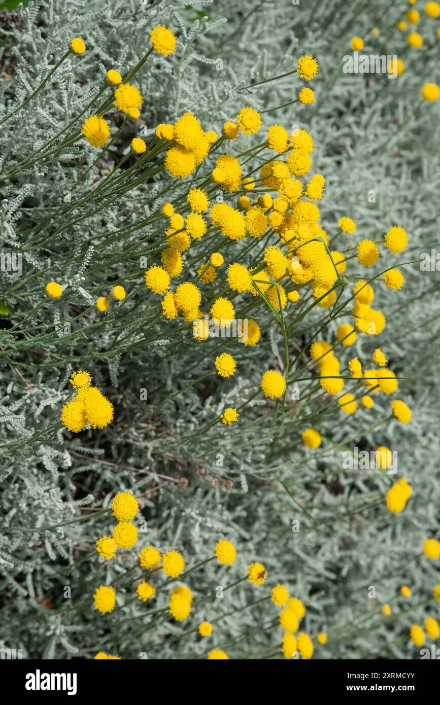 Asteraceae santolina chamaecyparissus hi-res stock photography and ...