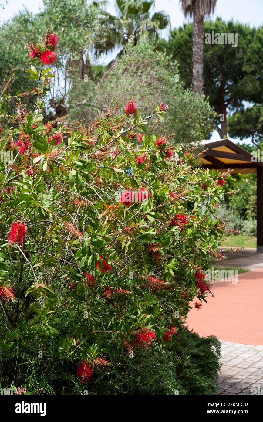 Bottlebrush plant callistemon flower hi-res stock photography and ...