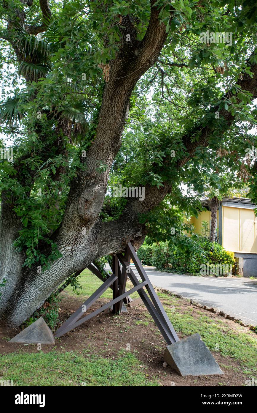 A centuries-old oak tree supported by sturdy steel structure Stock ...