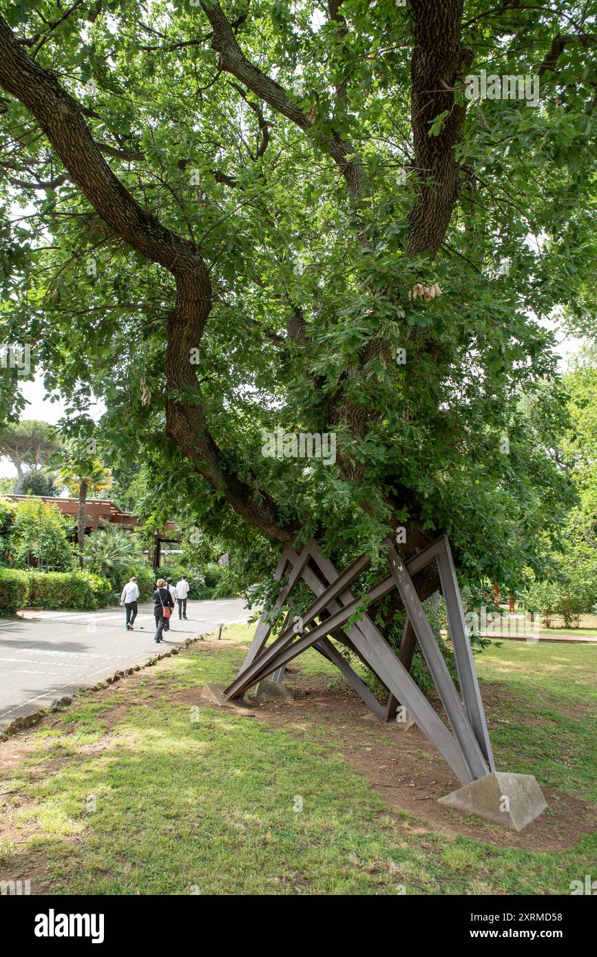 A centuries-old oak tree supported by sturdy steel structure Stock ...