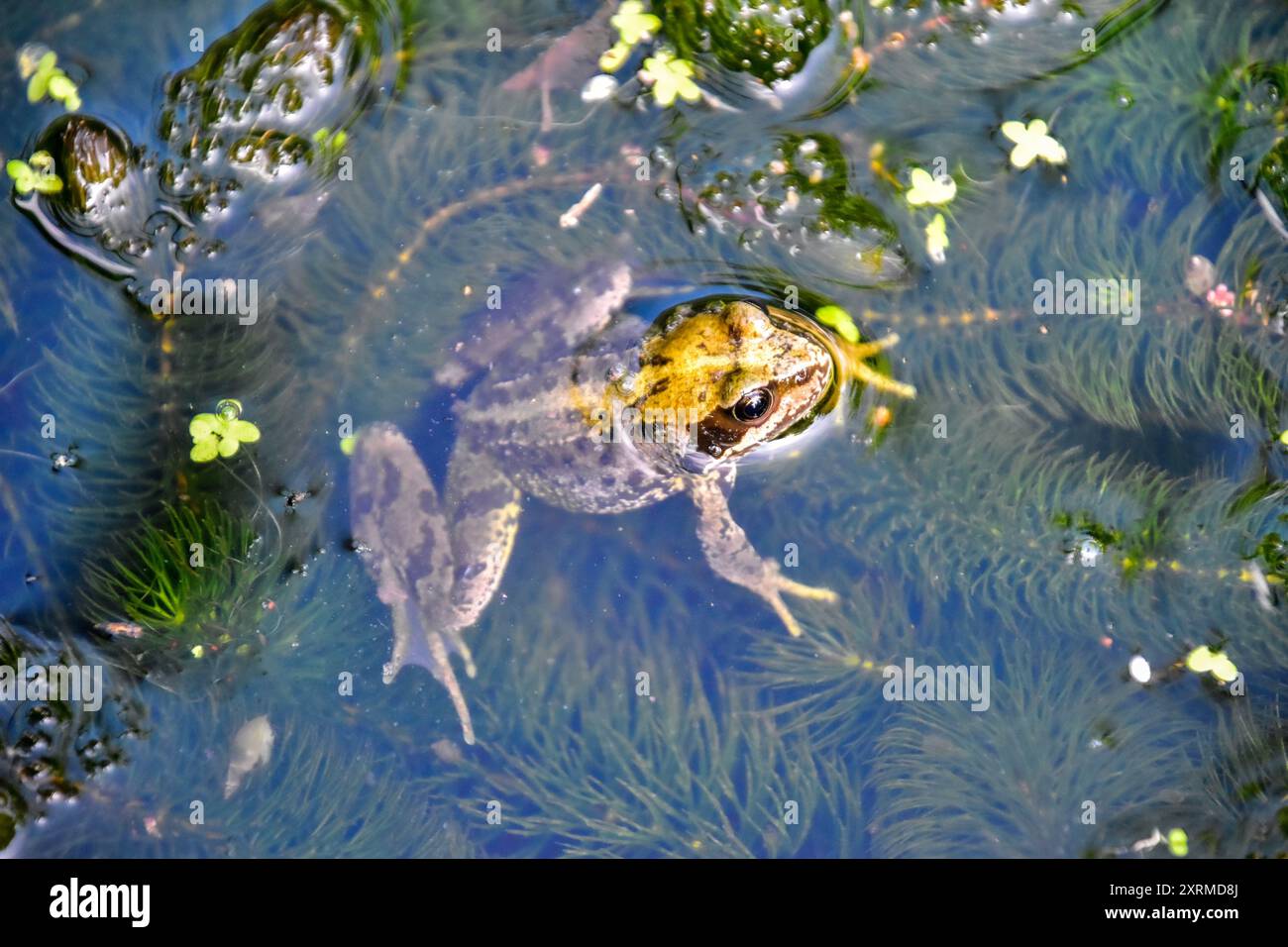 Common Frog, Hebden Bridge, West Yorkshire Stock Photo - Alamy
