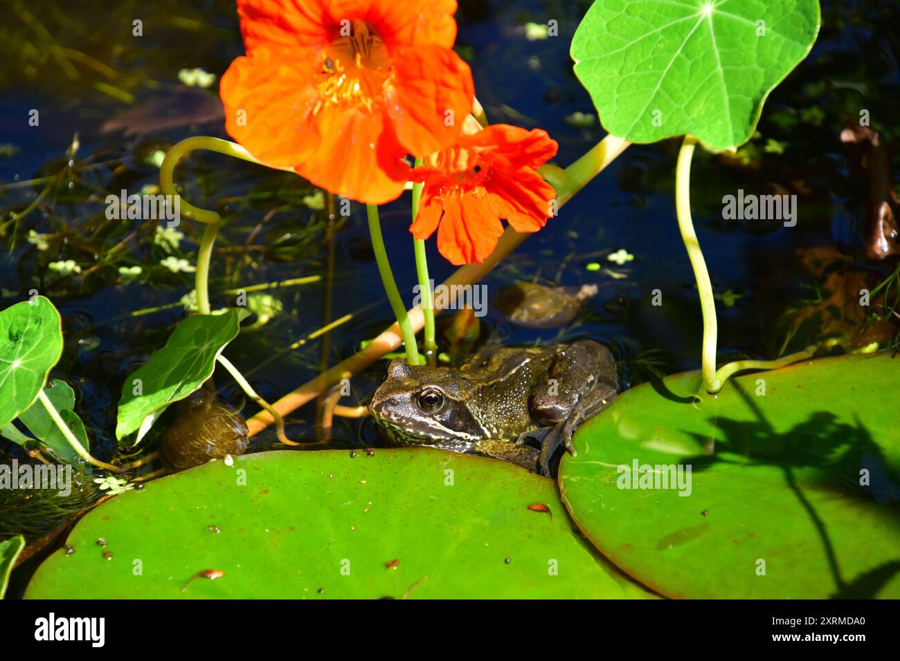 Common Frog, Hebden Bridge, West Yorkshire Stock Photo - Alamy