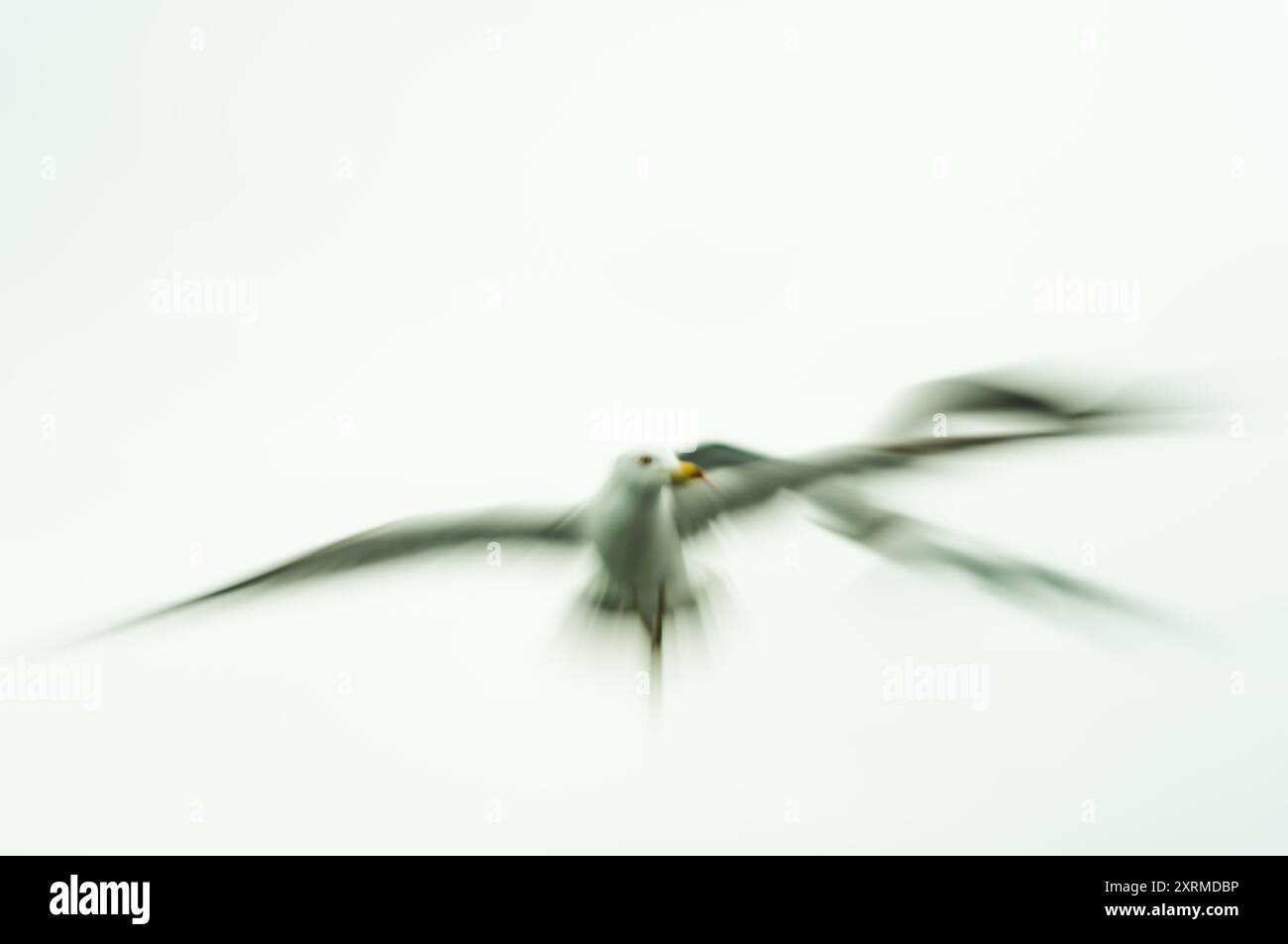 Abstract motion blur photo with a seagull flying Stock Photo - Alamy