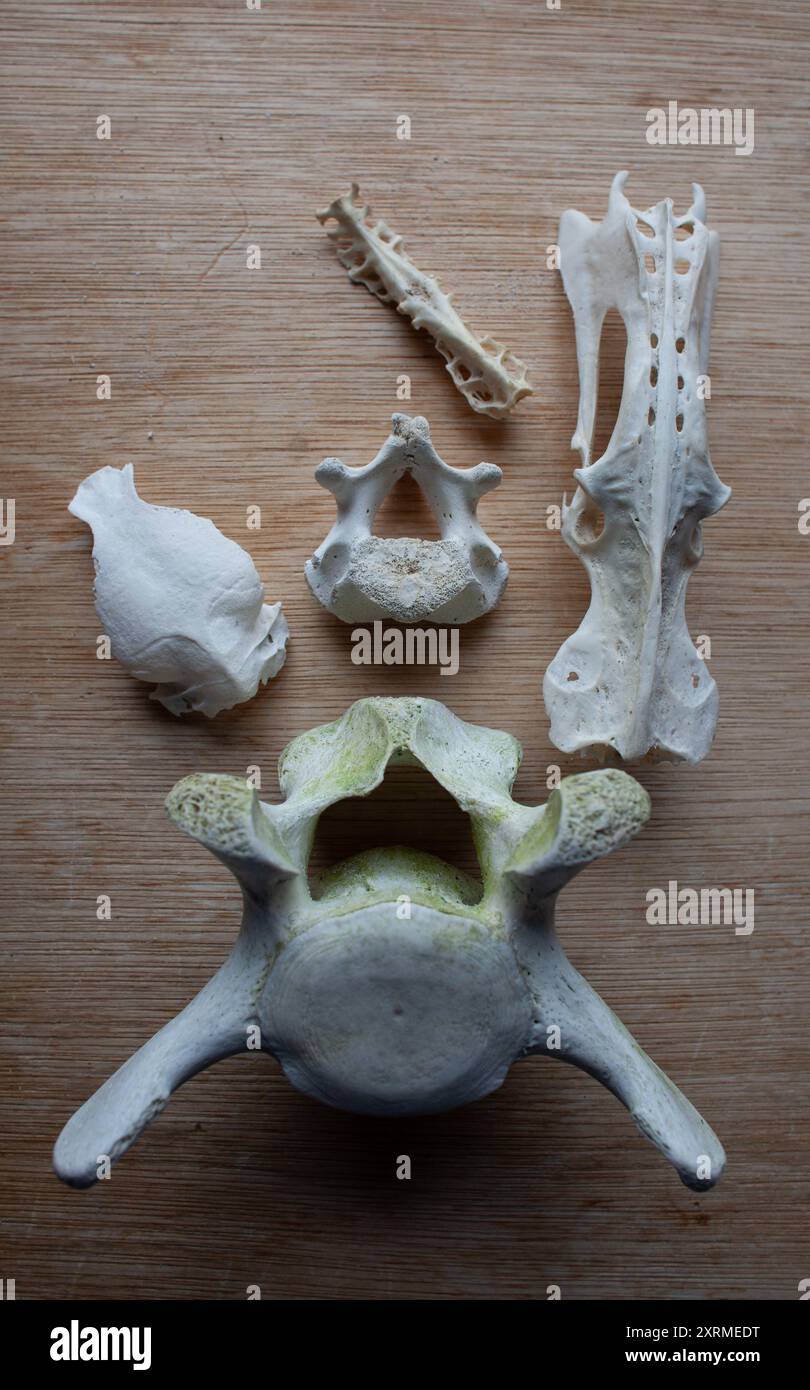 Animal & mammal bone found on beach in Orkney Stock Photo - Alamy