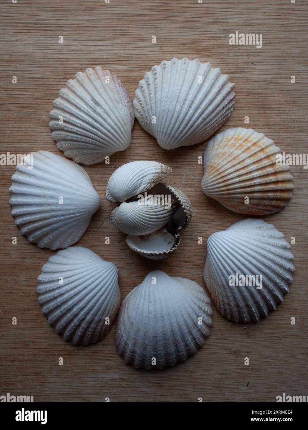 Common cockle, Cerastoderma edule shells found on beach, Orkney Stock ...