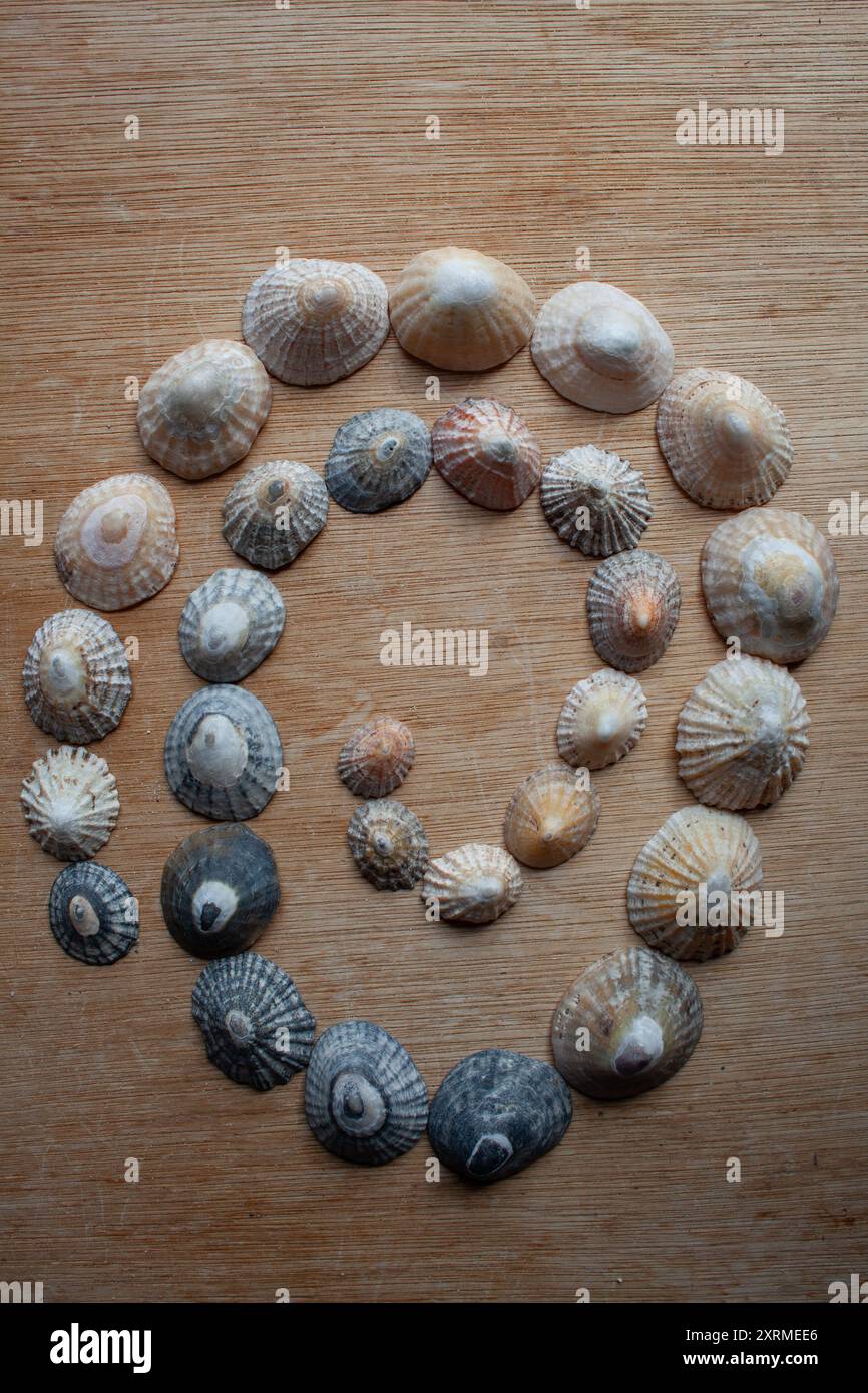 Limpet shell patella vulgata hi-res stock photography and images - Alamy