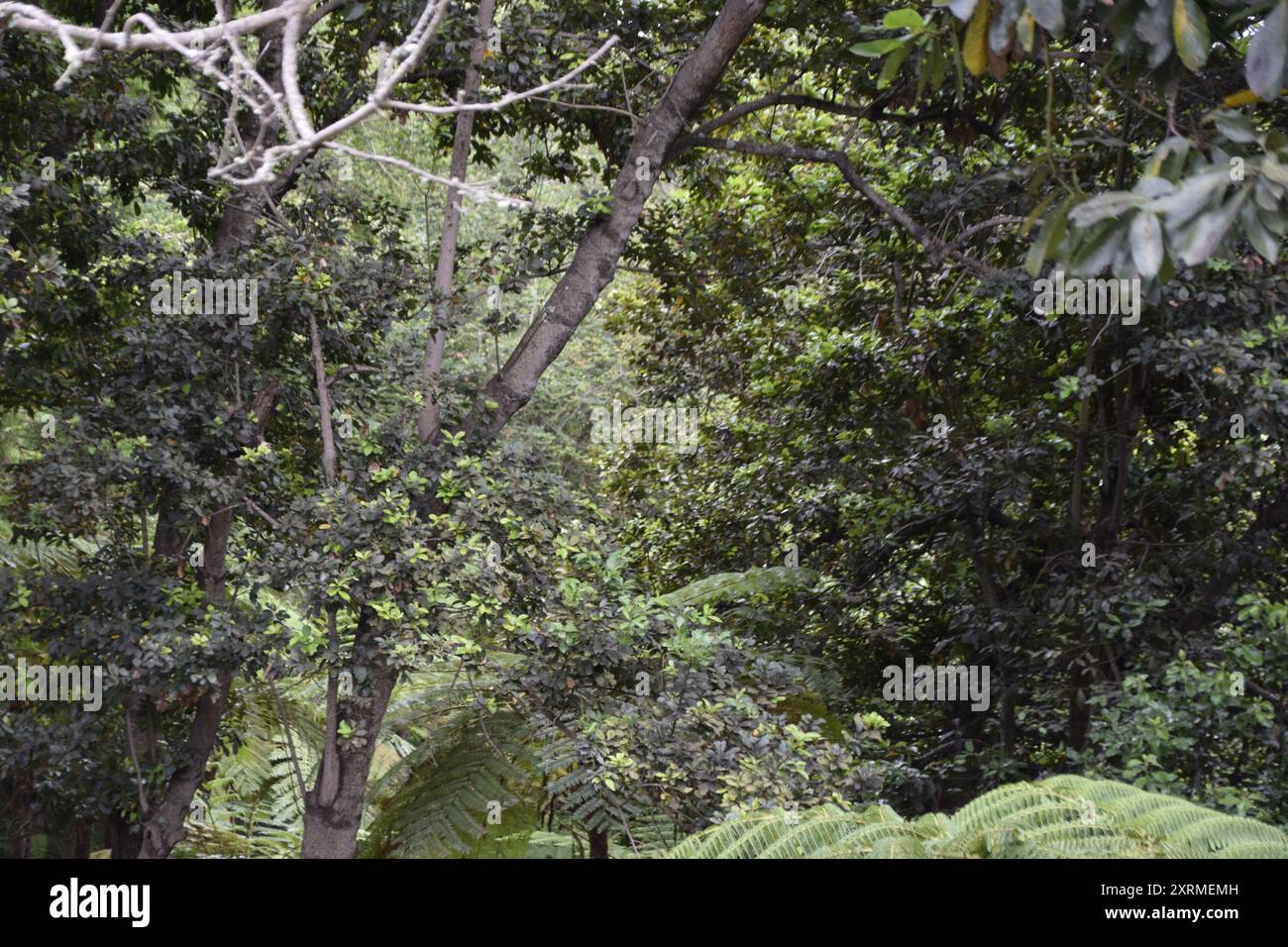 Lush forest with life color and smell of nature Stock Photo - Alamy