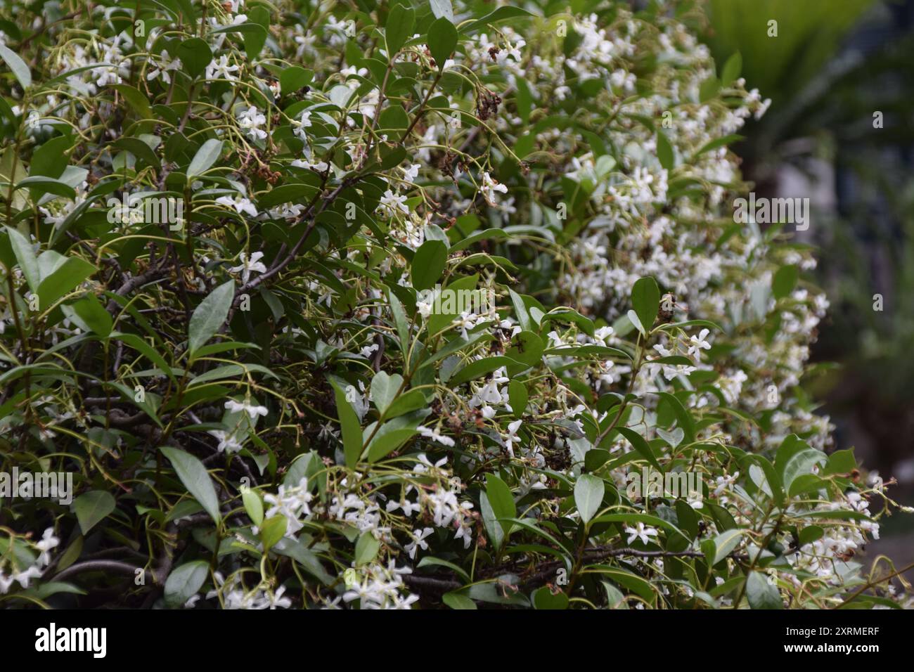 Smell of nature hi-res stock photography and images - Alamy