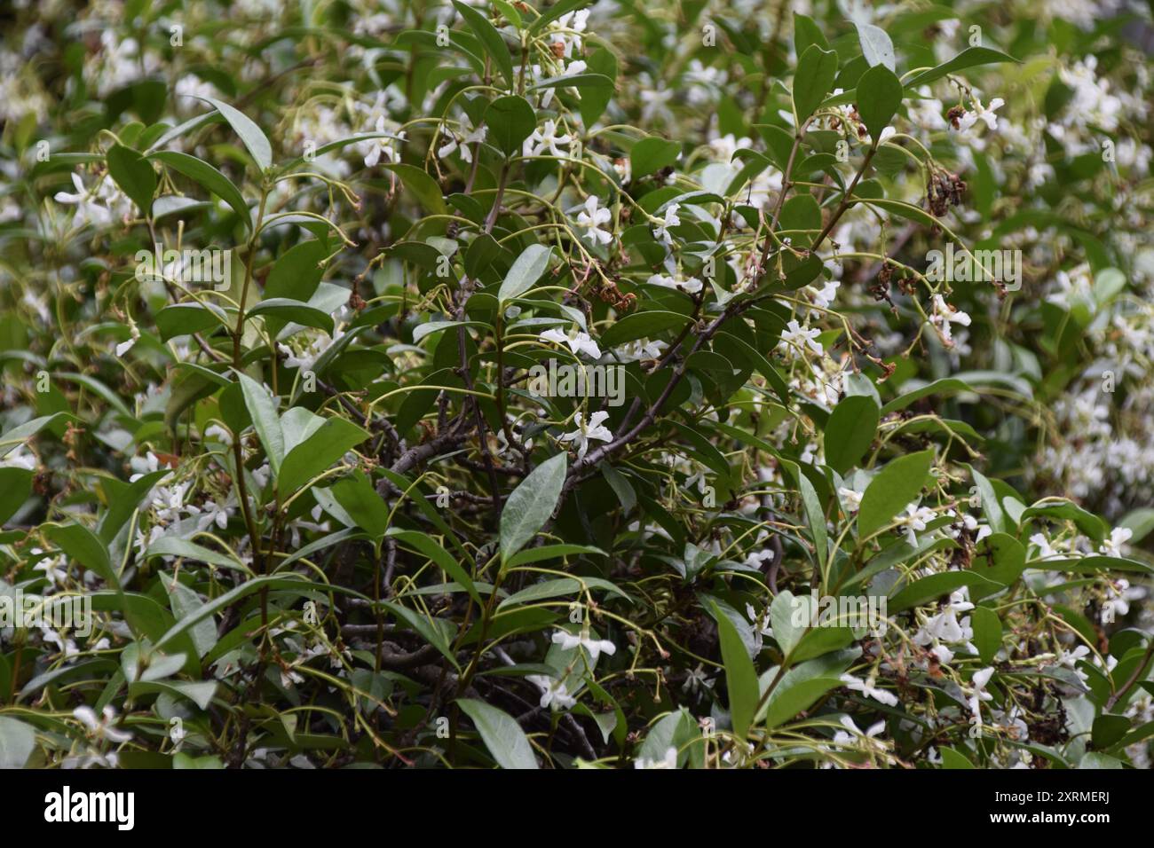 Smell of nature hi-res stock photography and images - Alamy
