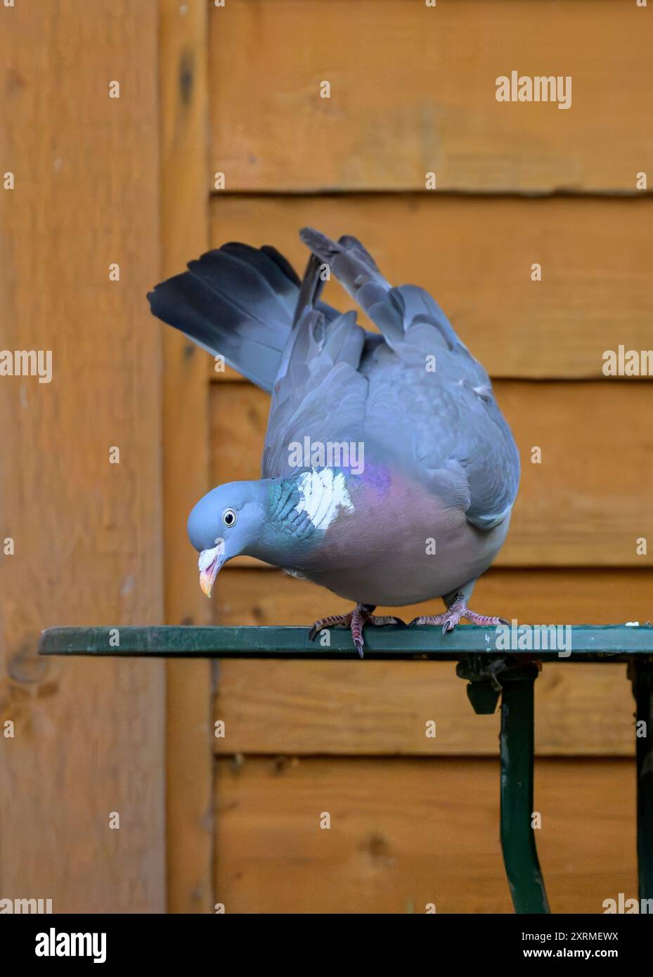 Beautiful wood pigeon leaning on edge of garden table looking down ...