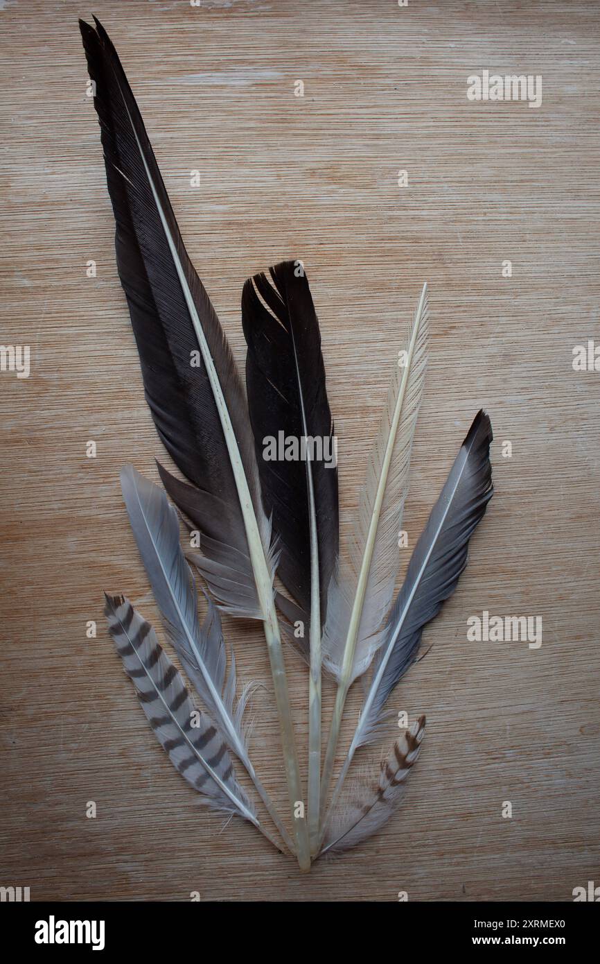 Seabird feathers British Isles Stock Photo - Alamy