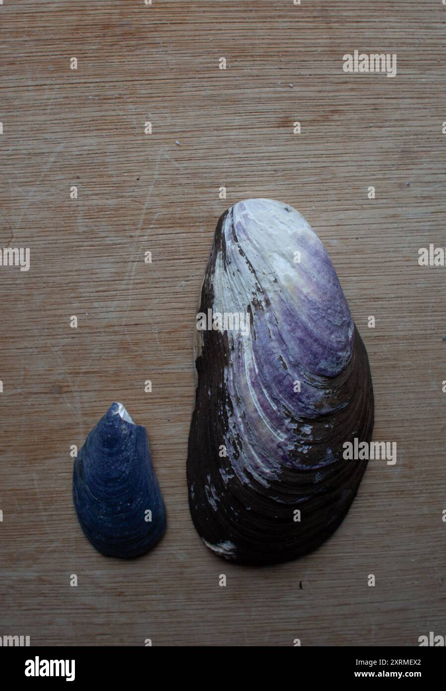 Common mussel, Mytolis edulis shells Stock Photo - Alamy