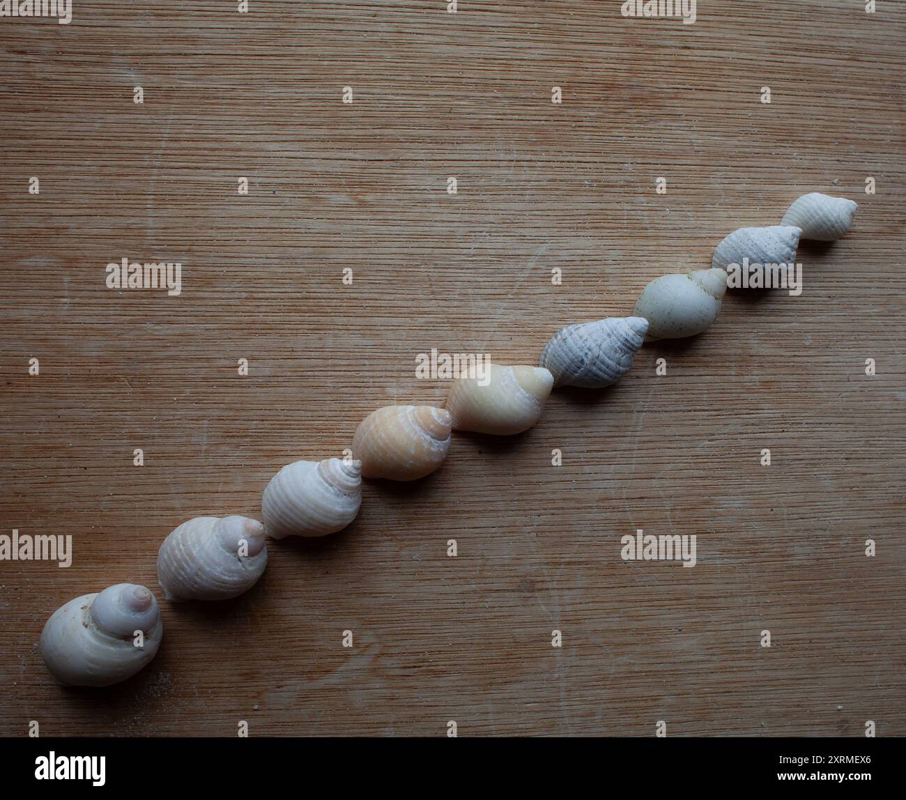 small whelk shells Stock Photo - Alamy