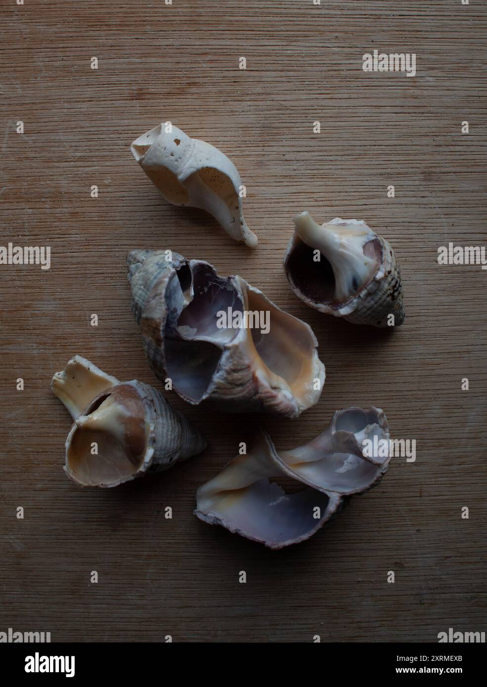 Broken sea shells hi-res stock photography and images - Alamy