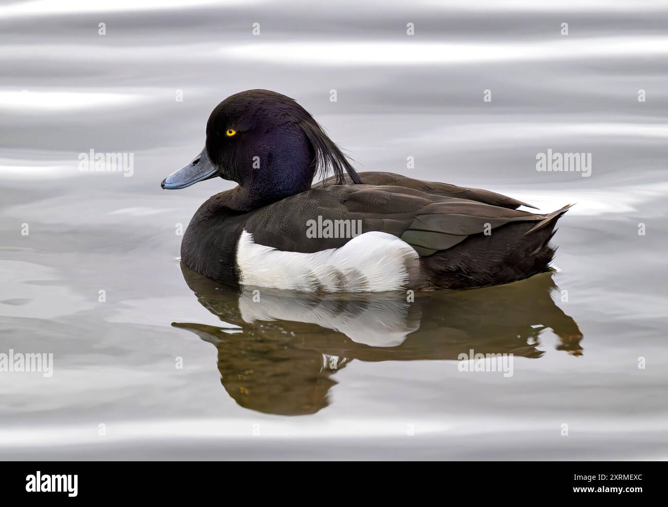 Male tufted duck or tufted pochard with reflection swimming in Blagdon ...