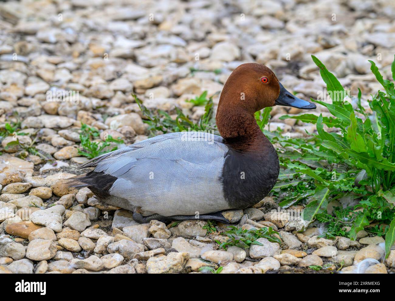 Bull neck duck hi-res stock photography and images - Alamy
