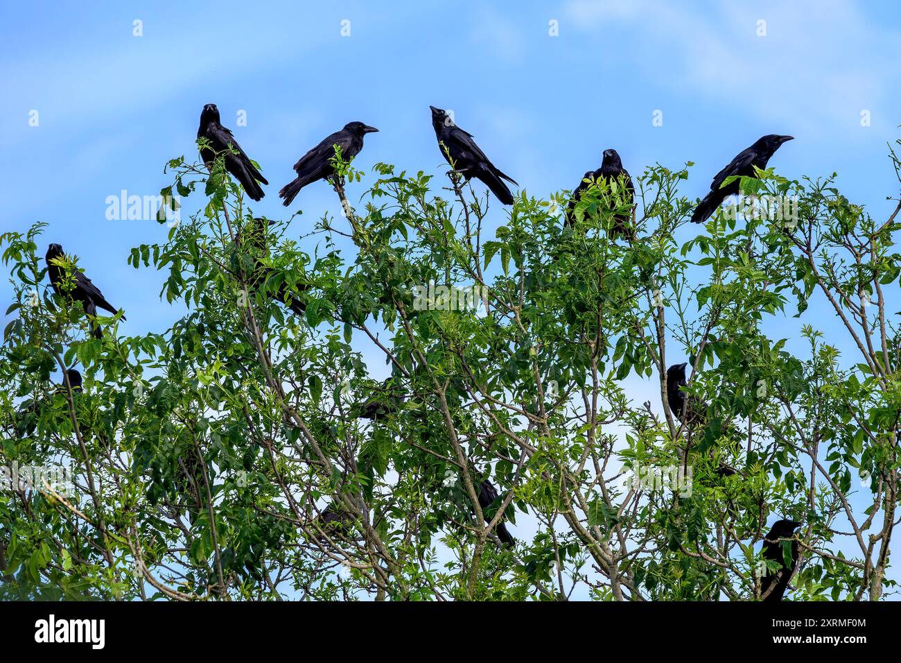 Group of crows in trees uk hi-res stock photography and images - Alamy