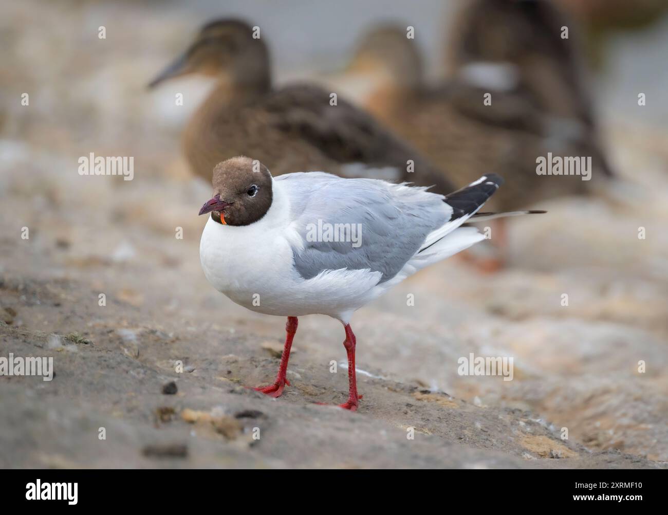 Black headed gull with small protrusion under beak, oral fistula, or ...