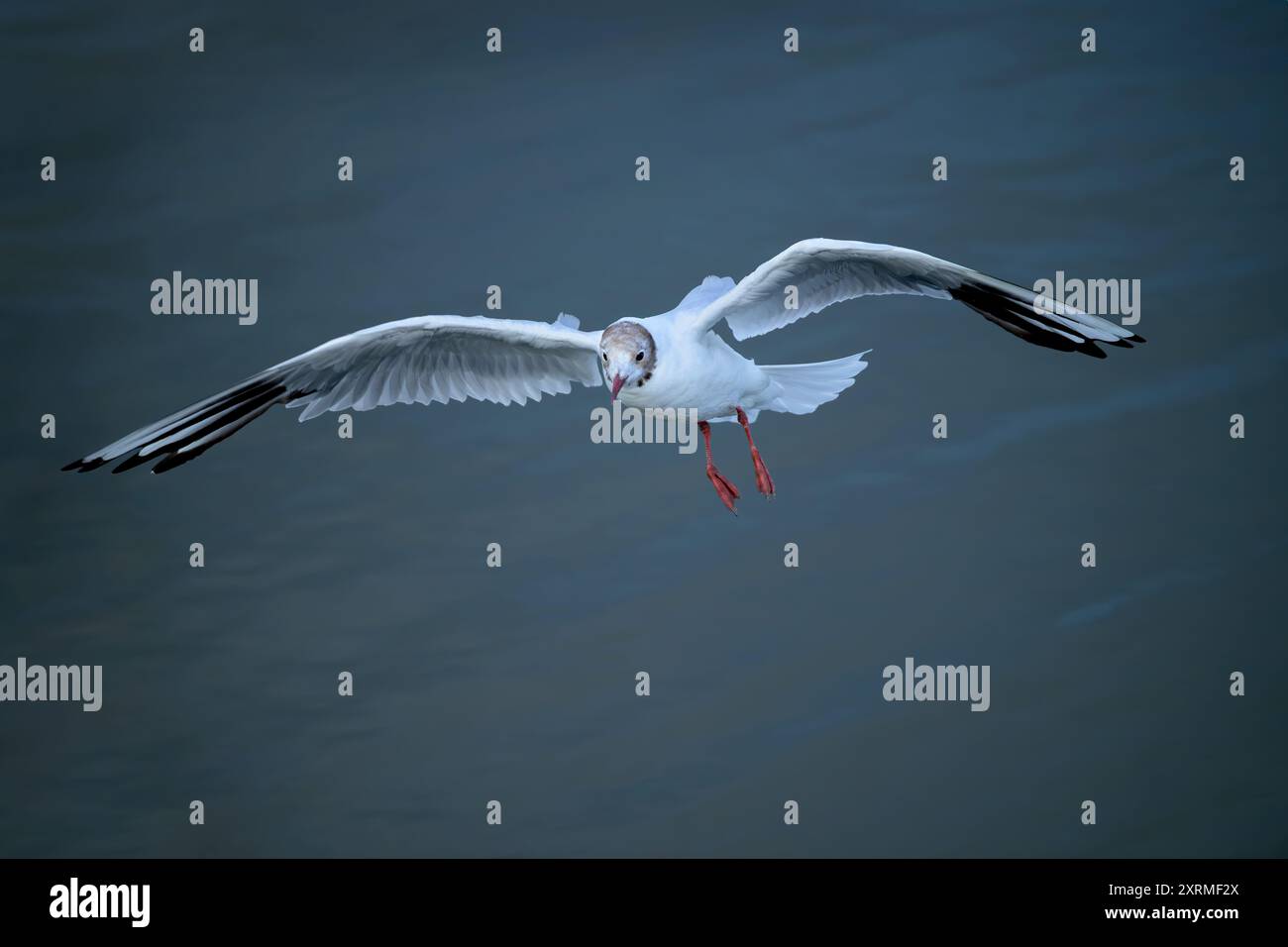 Juvenile Black-headed gull in flight taken at bridge over Chew Valley ...