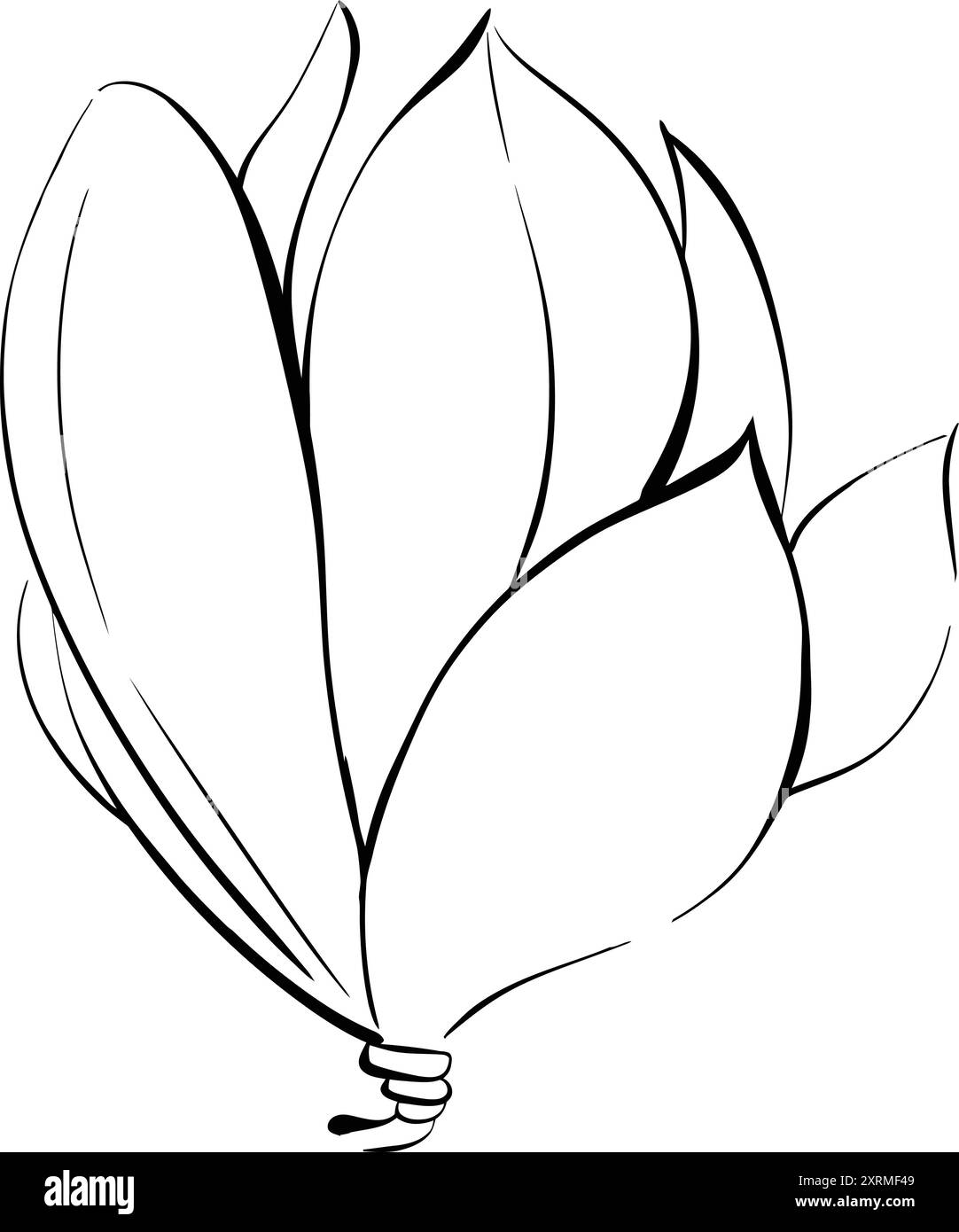 Vector flower, magnolia contour. Paris springtime, hand drawn line ...