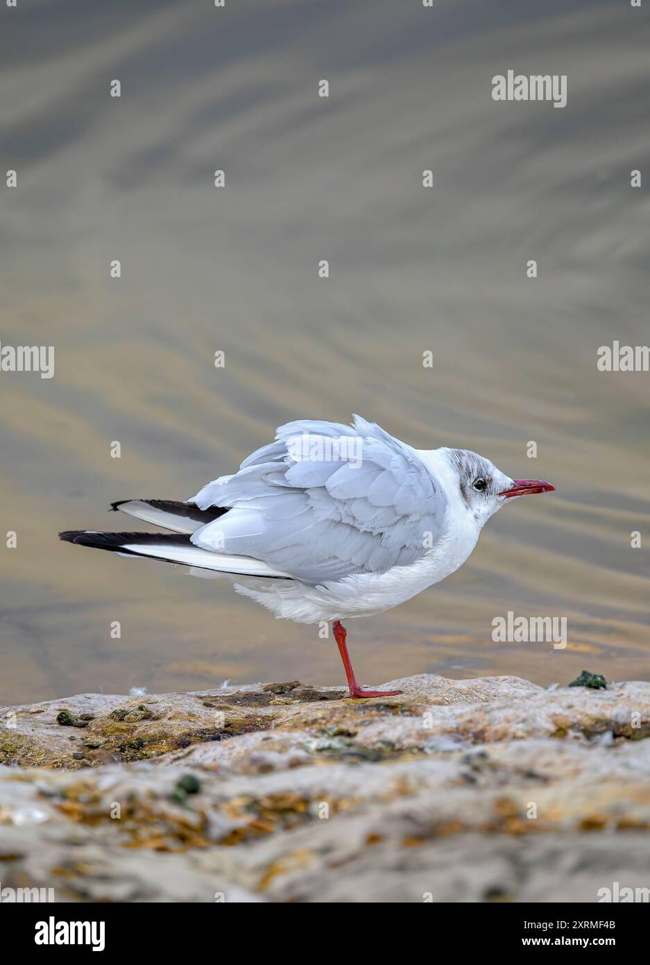 Black headed gull with winter head plumage standing on one leg at Chew ...