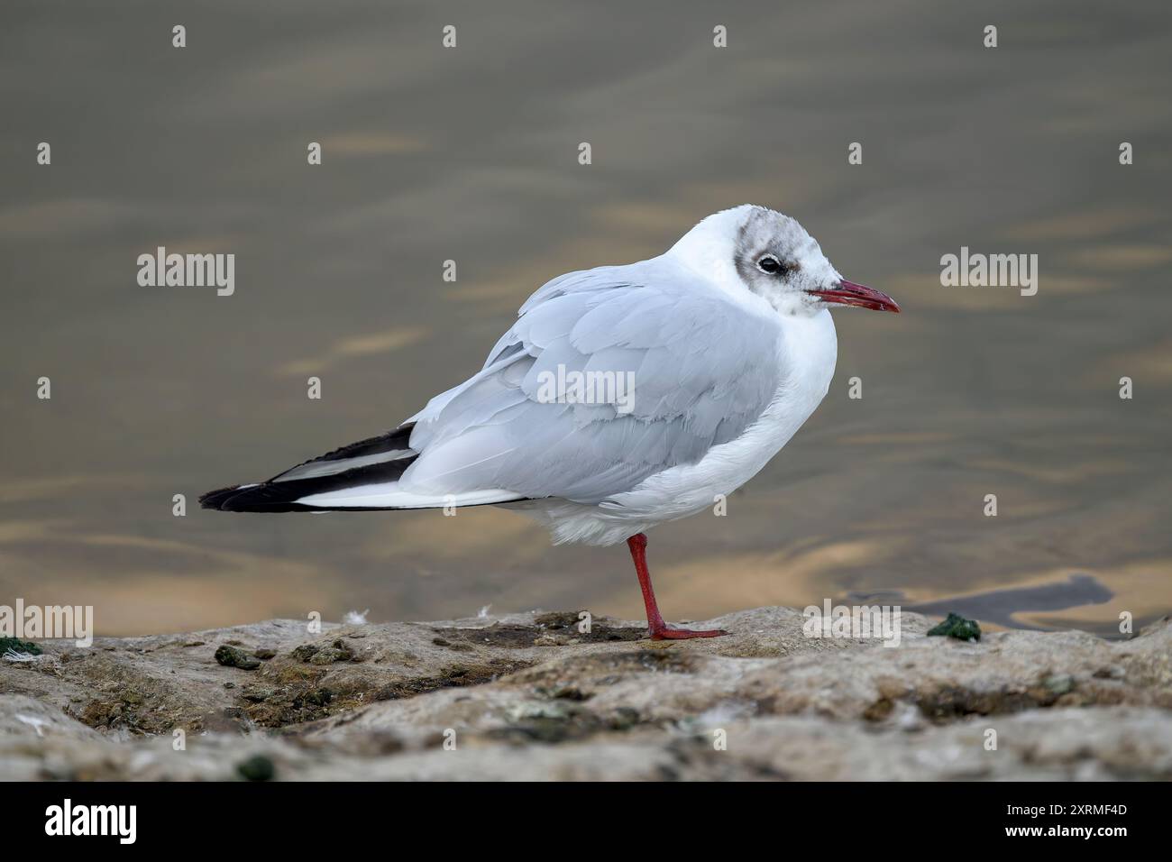 Black headed gull with winter head plumage standing on one leg at Chew ...