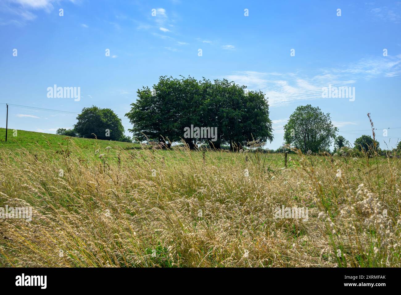 Small clump of trees on grassy hillside, taken near Wimbleball Lake on ...