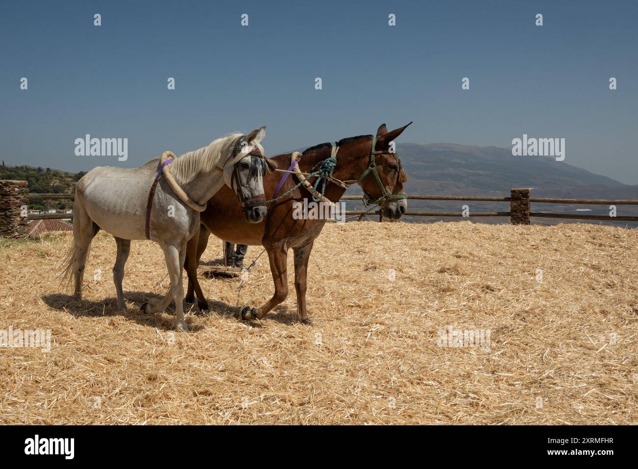 The farmer fanning wheat separating the wheat from the chaff, horse ...