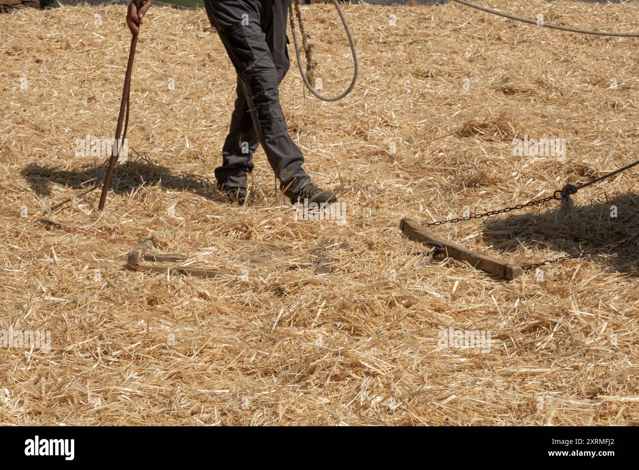 The farmer fanning wheat separating the wheat from the chaff, horse ...