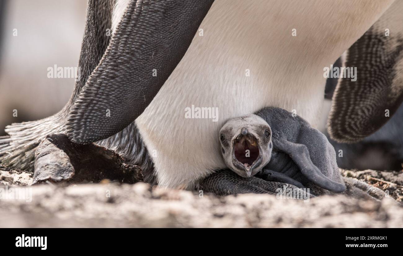 just new born king penguin chicken on its mothers feet Stock Photo - Alamy