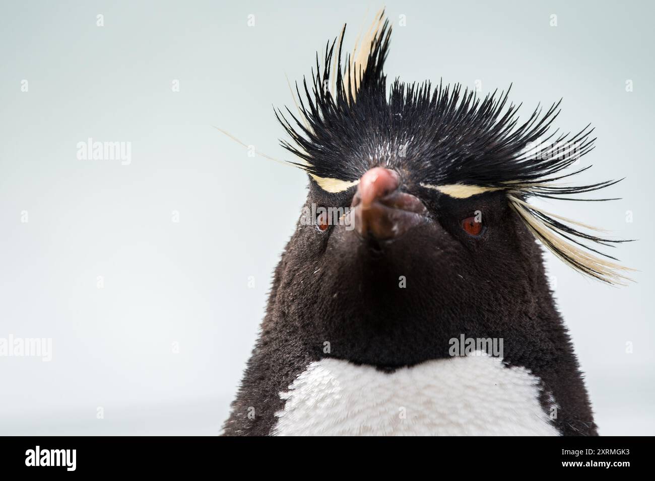 portrait of an antarctic rockhopper penguin Stock Photo - Alamy