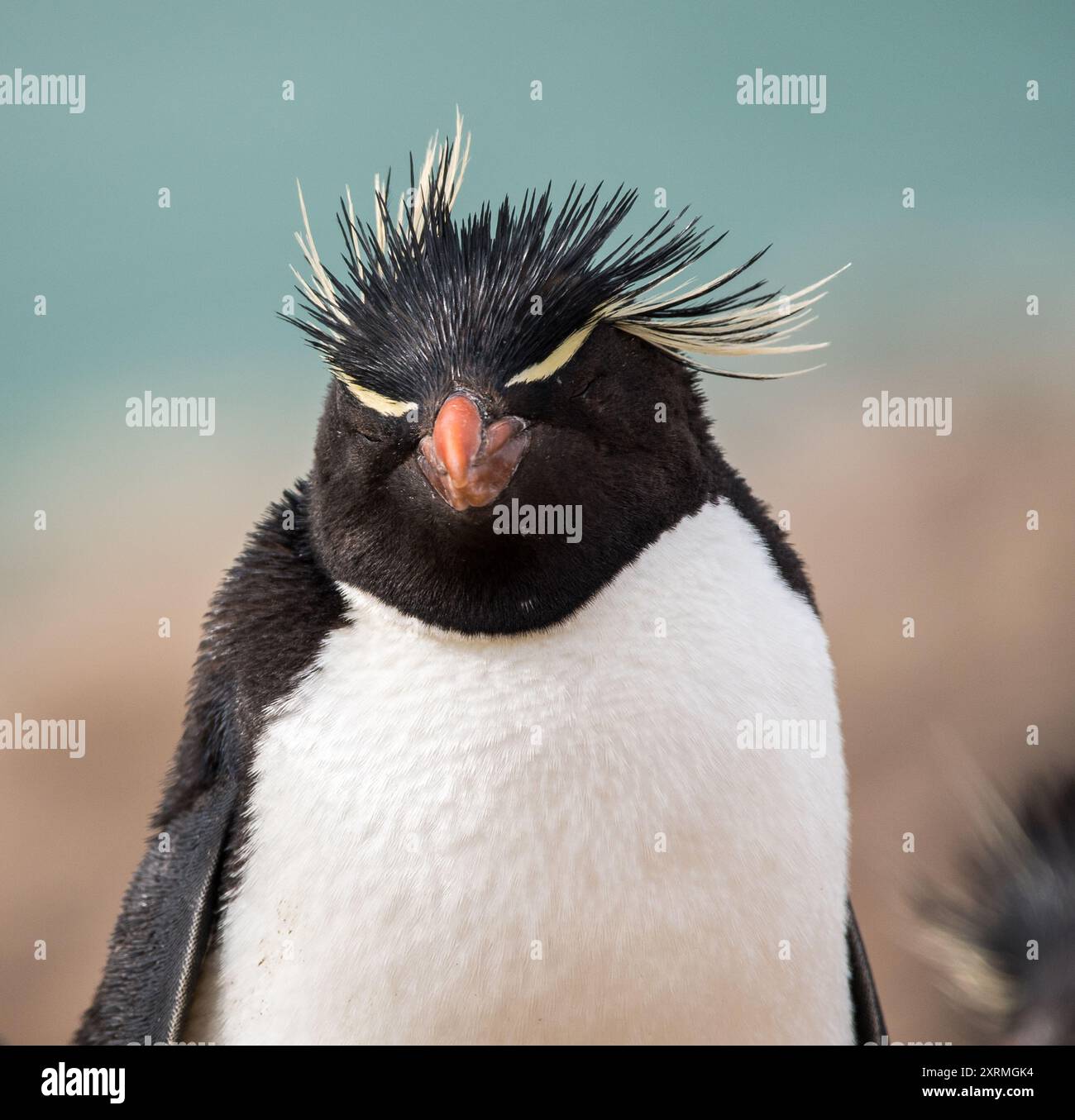 Rockhopper species hi-res stock photography and images - Alamy