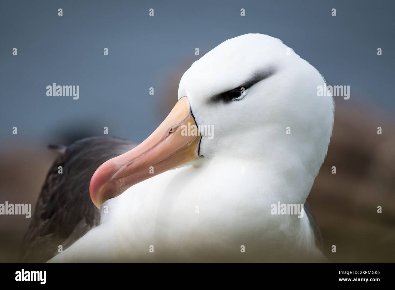 very close portrait of a black-browed albatross Stock Photo - Alamy