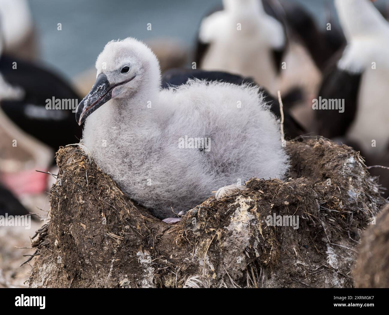 Black albatross antarctica hi-res stock photography and images - Alamy