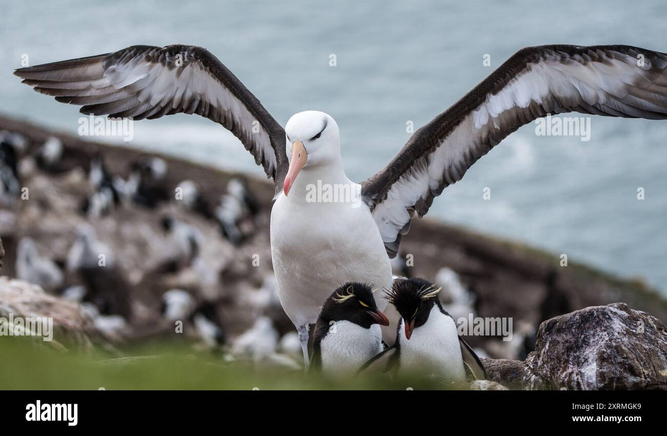 big albatross with spreaded wings and penguins in front Stock Photo - Alamy
