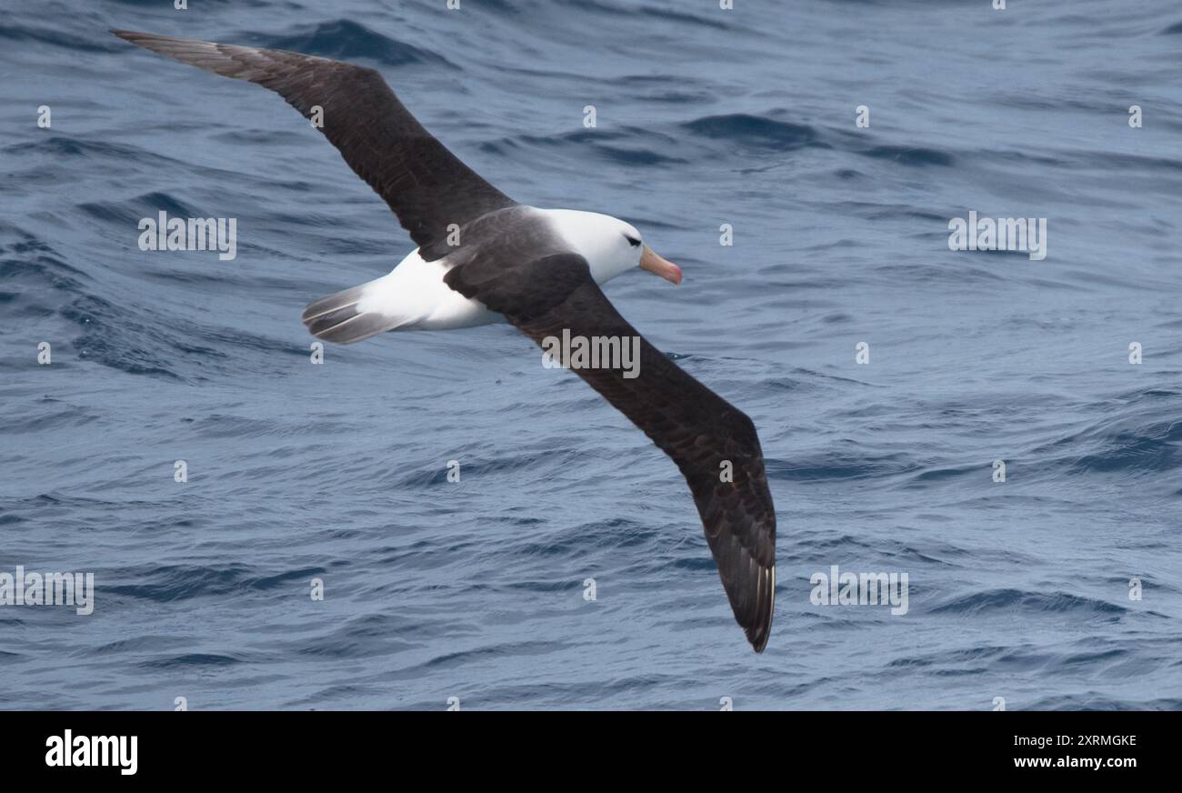 flying albatross over ocean water Stock Photo - Alamy