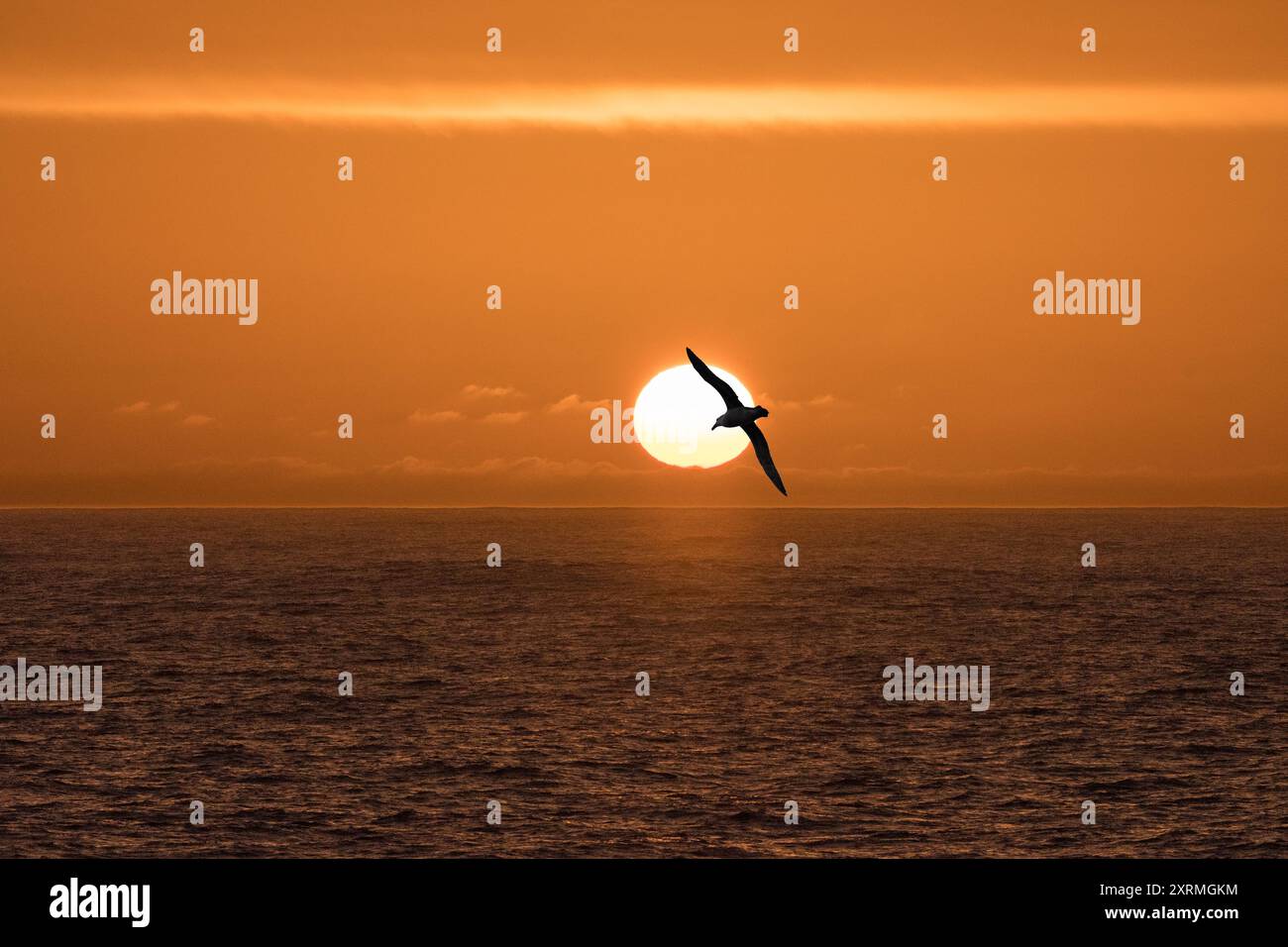 Antarctica antarctic albatross hi-res stock photography and images - Alamy