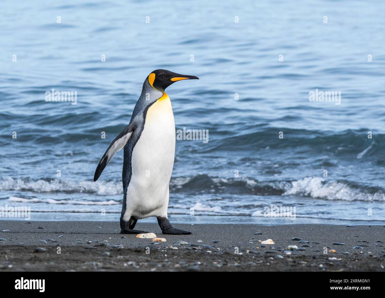 single king penguin walking on the beach Stock Photo - Alamy