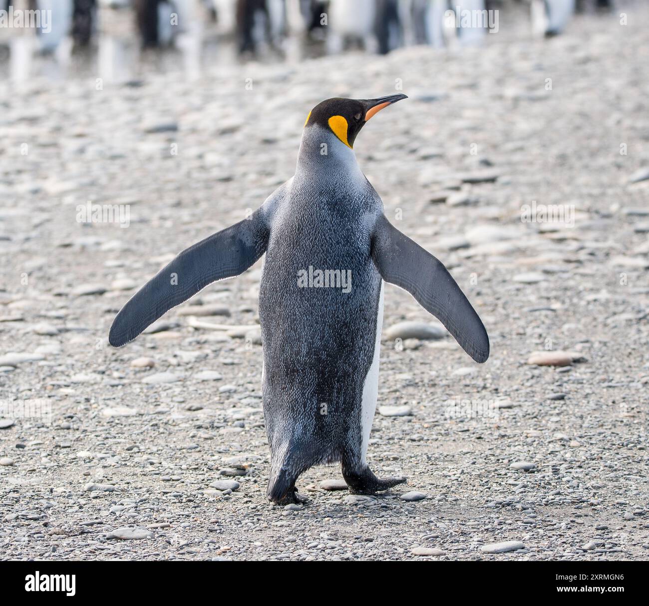 King penguin habitat hi-res stock photography and images - Alamy