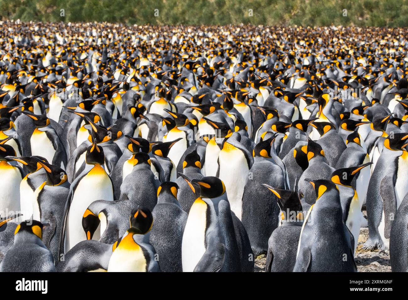 South georgia fauna hi-res stock photography and images - Alamy