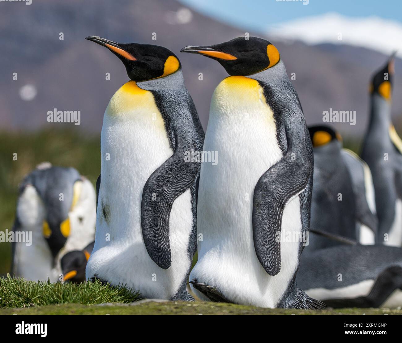 Penguin penguins family polar hi-res stock photography and images - Alamy